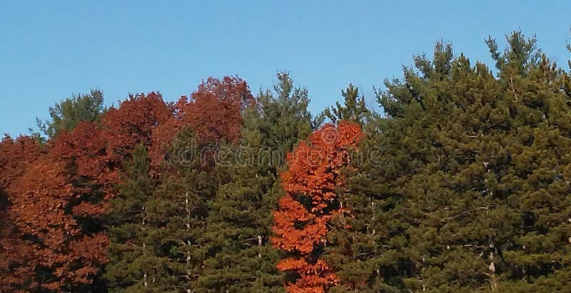 Phases of fall stock photo. Image of phases, shades, fall - 97863964