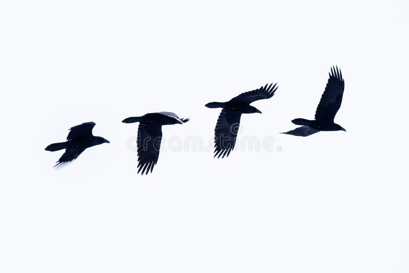 Phases of the Raven S Flight Stock Photo - Image of symbol, ornithology ...