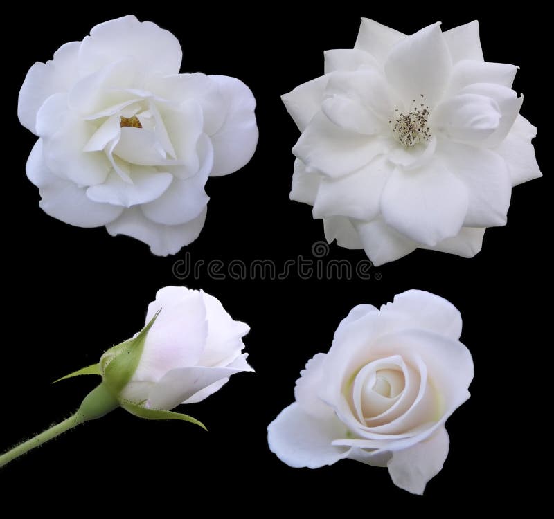 Phases of the Rose stock image. Image of passion, beauty - 8683