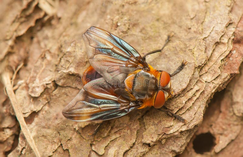 Phasia hemiptera stock photo. Image of nature, insect - 33314292