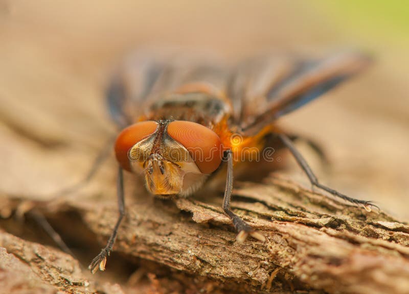 Phasia hemiptera stock image. Image of nature, wing, closeup - 33314445