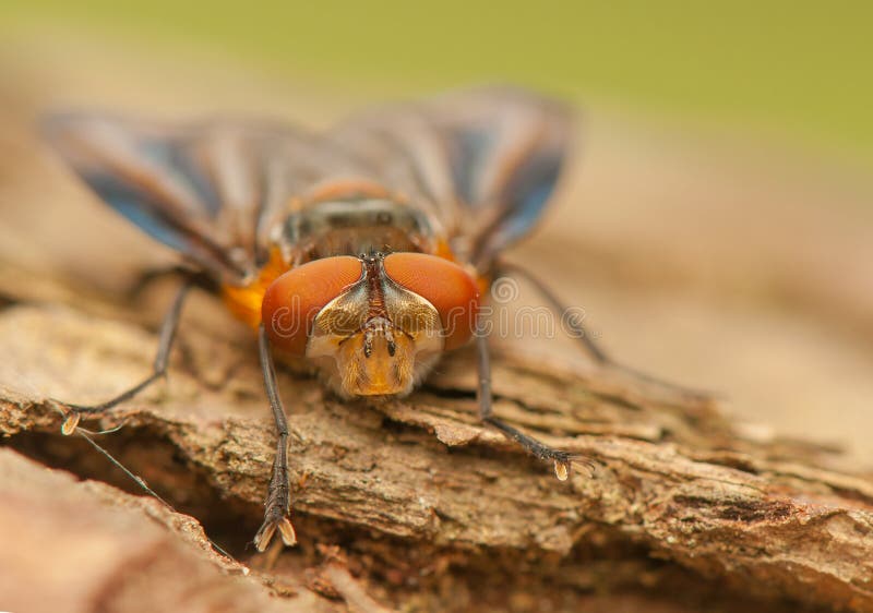 Phasia hemiptera stock image. Image of irritation, wild - 33314457