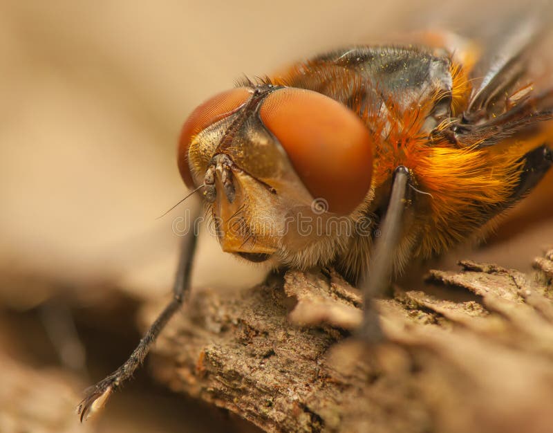 Phasia hemiptera stock photo. Image of phasia, detail - 33314842