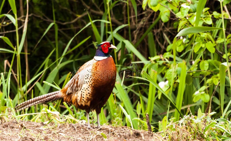 Phasianus Colchicus - Pheasant Stock Image - Image of tail, pheasant ...