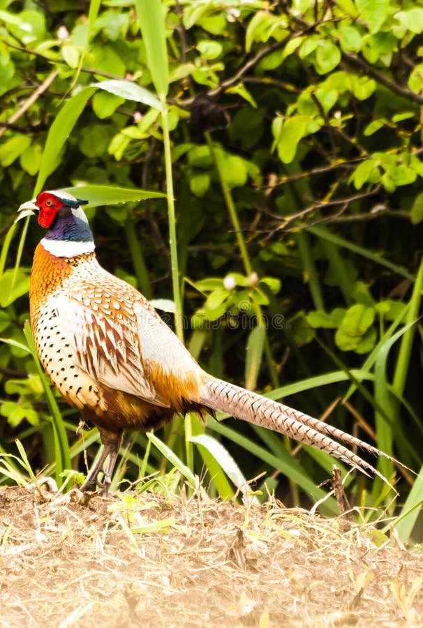 Phasianus Colchicus - Pheasant Stock Image - Image of wild, bird: 39508255