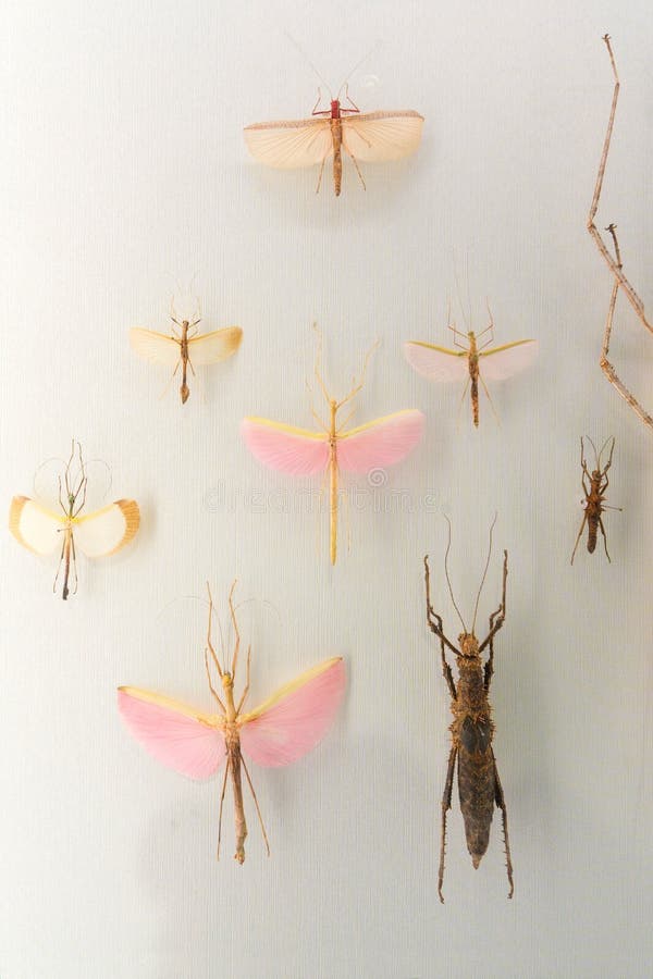 Phasmatodea insect stock photo. Image of animals, insects - 298104630