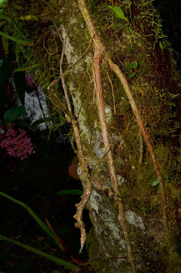 Phasmidae or Stick Insect, Wildlife Sanctuary, Kerala Stock Photo ...