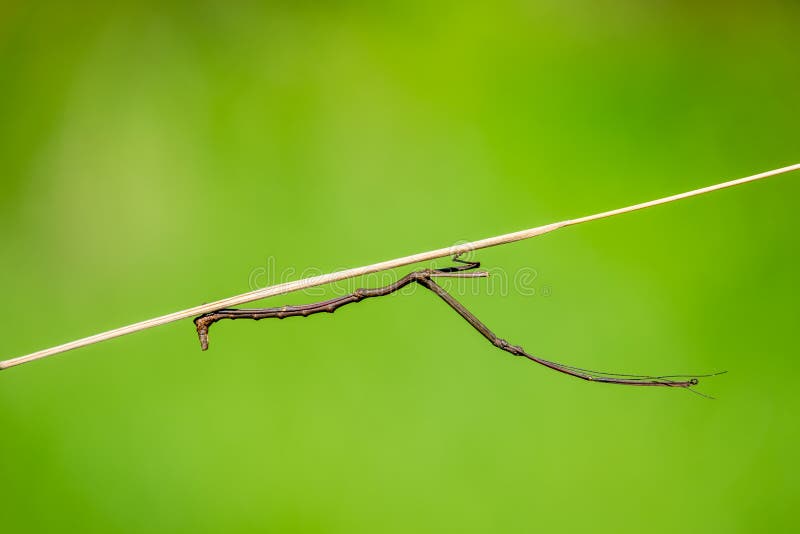 The Phasmatodea Sitting on a Branch Stock Photo - Image of ...