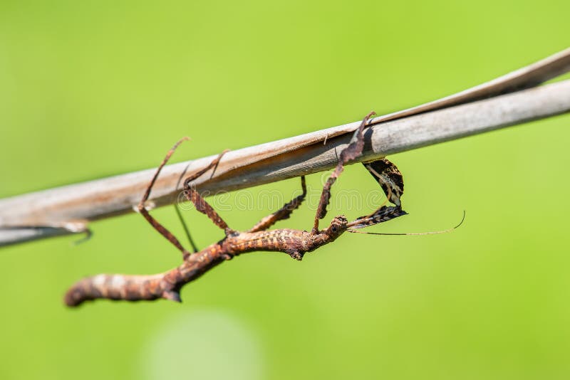The Phasmatodea Sitting on a Branch Stock Photo - Image of color ...