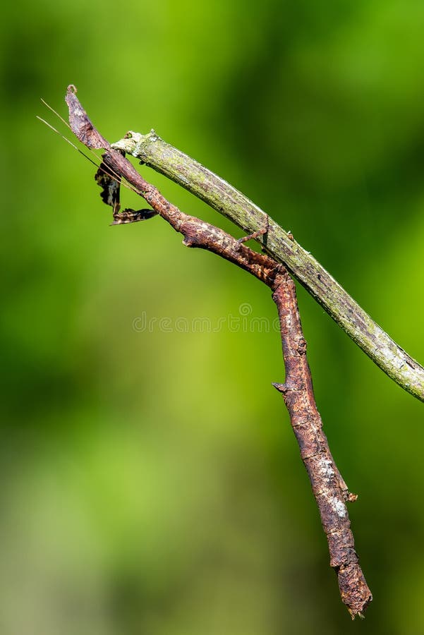 The Phasmatodea Sitting on a Branch Stock Image - Image of color ...