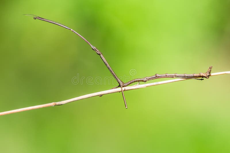 The Phasmatodea Sitting on a Branch Stock Photo - Image of animal ...