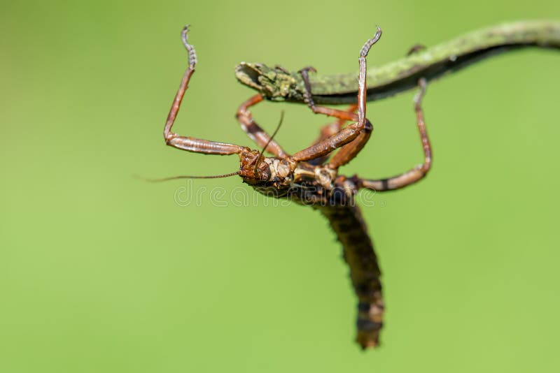 The Phasmatodea Sitting on a Branch Stock Image - Image of camouflage ...