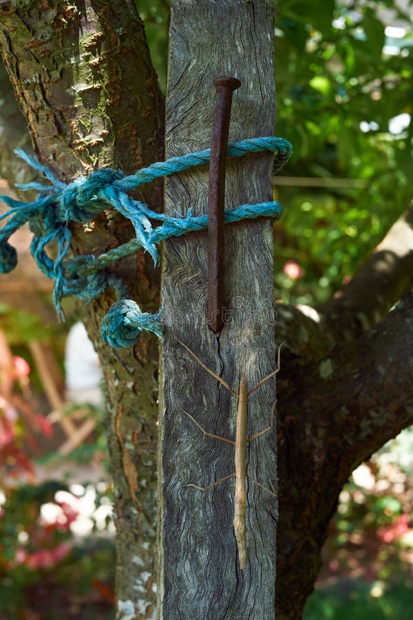 Phasmatodea Stick Bug Walking Towards Tree Stock Photo - Image of ...