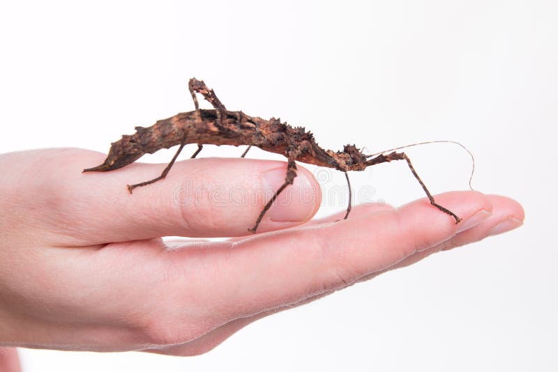 Phasmatodea - Stick Insect on Human Hand Stock Photo - Image of insect ...