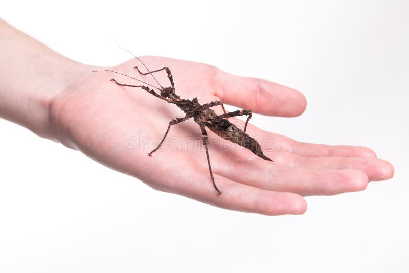 Phasmatodea - Stick Insect on Human Hand Stock Image - Image of ...