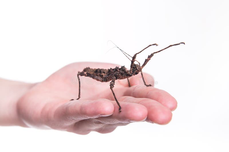 Phasmatodea - Stick Insect on Human Hand Stock Photo - Image of abdomen ...