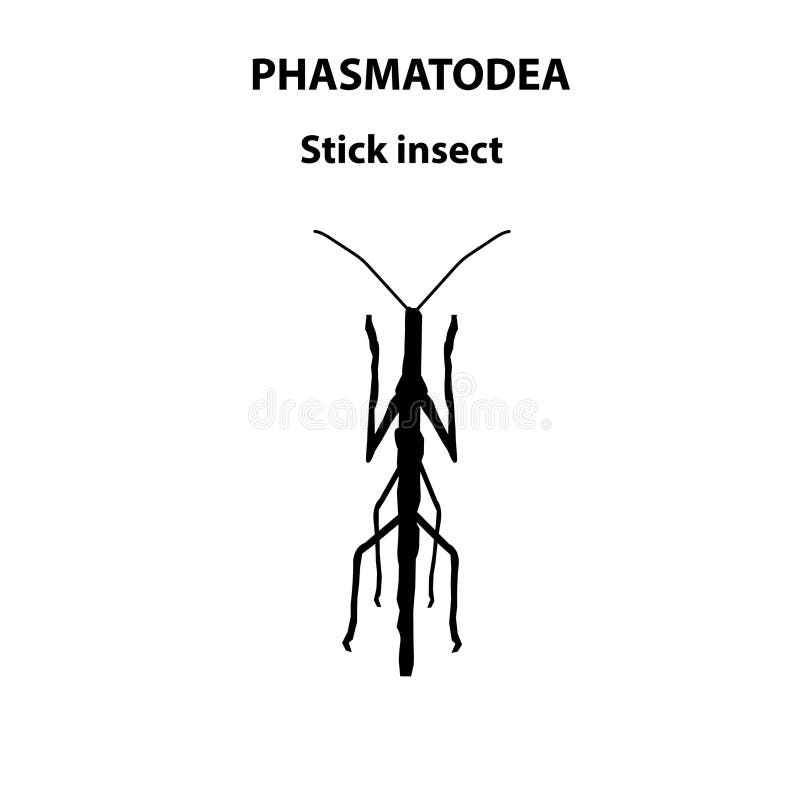 Phasmids Stock Illustrations – 23 Phasmids Stock Illustrations, Vectors ...