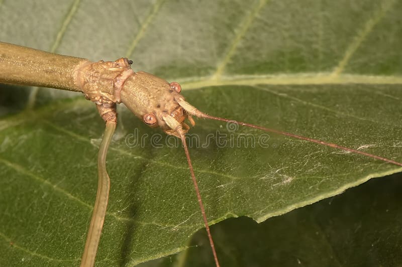 Phasmatodea , Walkingstick Insect Eating Green Leaf. Extreme Closeup ...