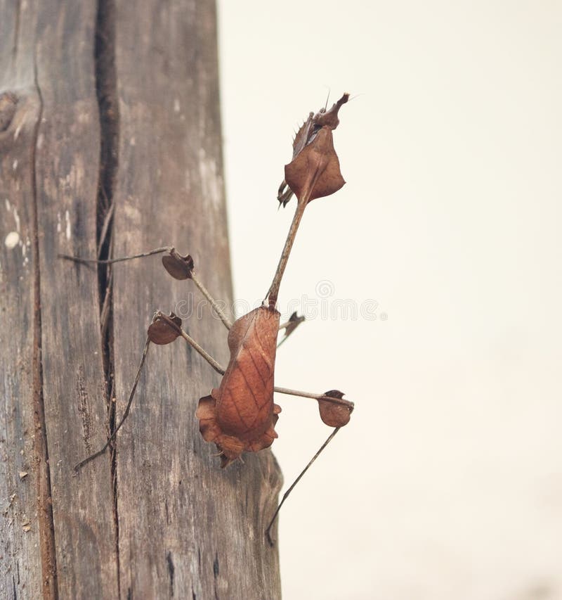 200 Phasmids Insects Stock Photos - Free & Royalty-Free Stock Photos ...