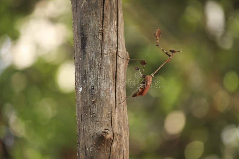 200 Phasmids Insects Stock Photos - Free & Royalty-Free Stock Photos ...