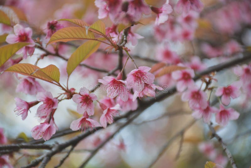 Phaya Sua flower stock image. Image of branch, lilac - 190499803