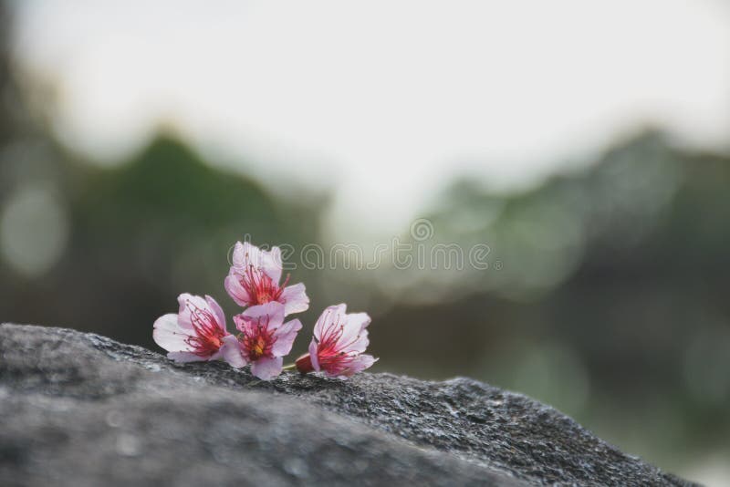 Phaya Sua flower stock image. Image of pink, flower - 190499931