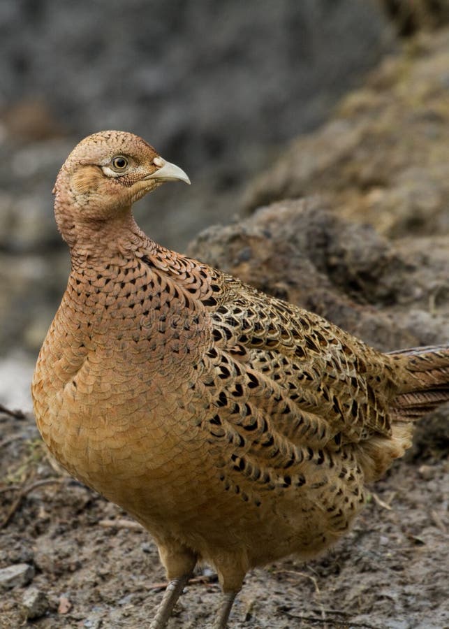 Turkey Poult stock photo. Image of farm, wilderness, poult - 19641216
