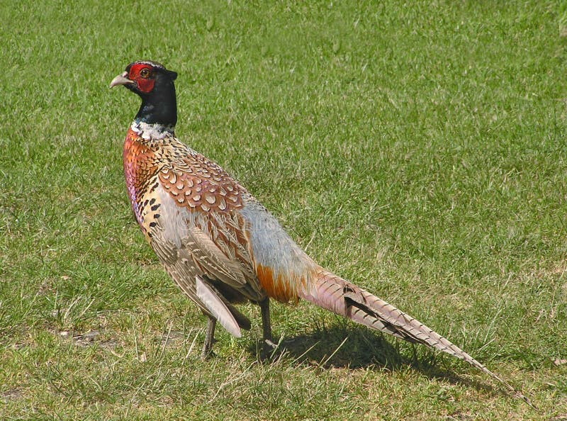 Pheasant 2 stock image. Image of pheasant, wild, fowl - 11080101