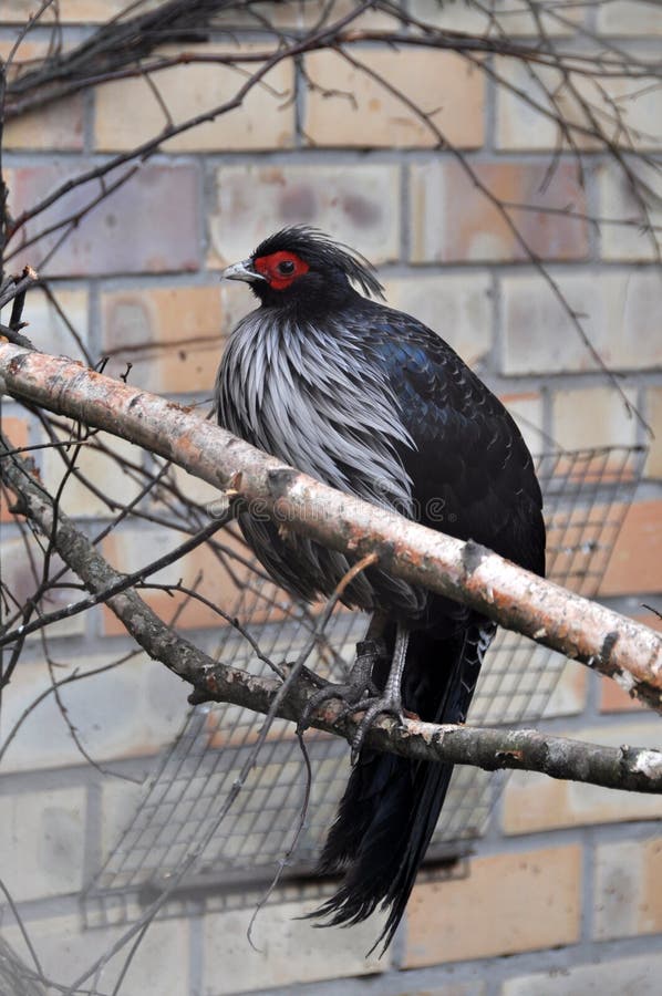 Pheasant stock image. Image of head, feather, tail, house - 23380631
