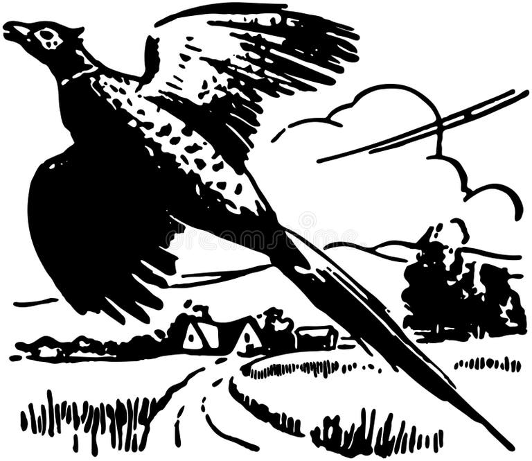 Flying Pheasants Stock Illustrations – 16 Flying Pheasants Stock ...