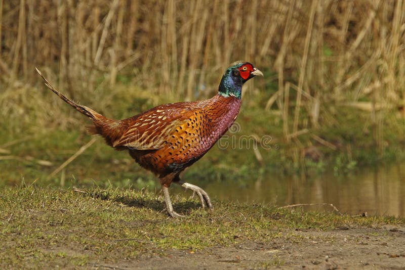 Pheasant stock photo. Image of portrait, eater, woods - 4739360