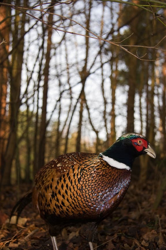 Pheasant stock image. Image of fauna, wood, game, bird - 7662811