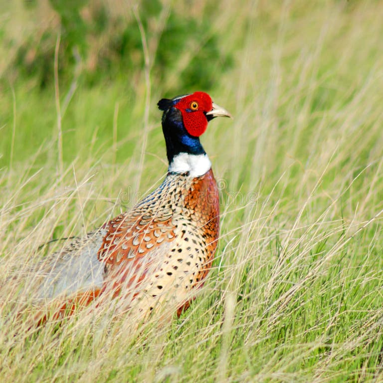 11,116 Blue Pheasant Stock Photos - Free & Royalty-Free Stock Photos ...
