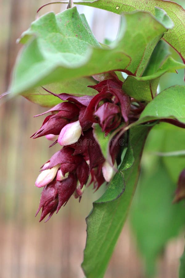 Pheasant Berry arkivfoto. Bild av kaprifol, färg, floror - 162665338