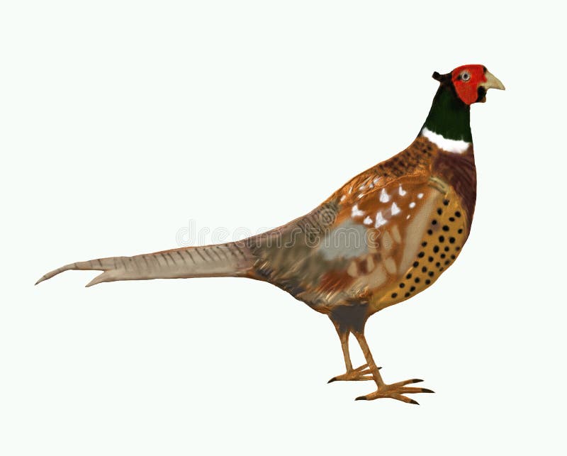 Pheasant stock photo. Image of wild, bird, pheasant, nature - 36612782