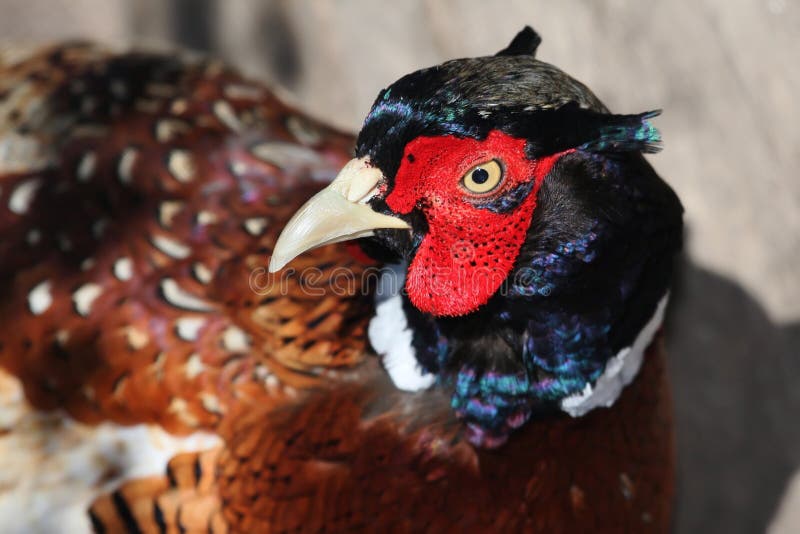 Angry Birds Red Toy. Animal, Adorable Editorial Stock Photo - Image of ...