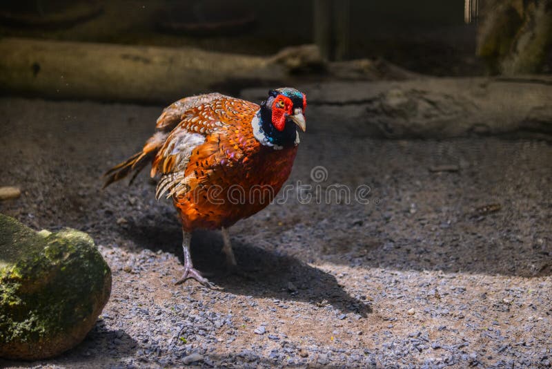 The Pheasant bird stock photo. Image of feather, crest - 90420228