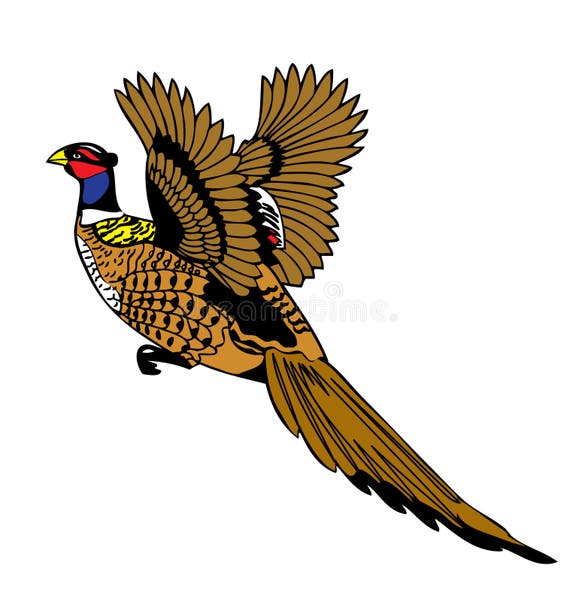Pheasant Flying Stock Illustrations – 1,423 Pheasant Flying Stock ...