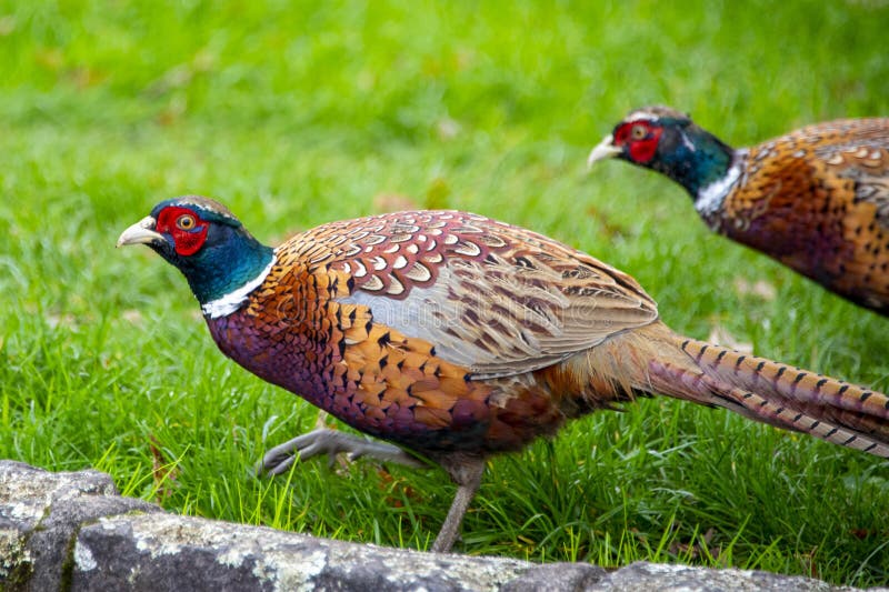 Feasant Stock Photos - Free & Royalty-Free Stock Photos from Dreamstime