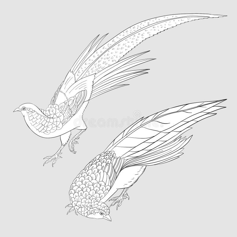 Pheasant, Bird. Set of Elements for Design Stock Vector - Illustration ...