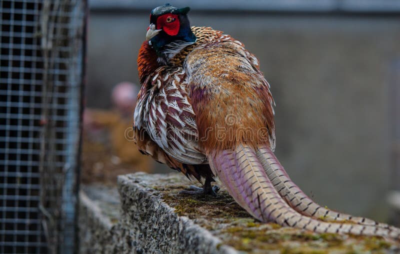 549 Bird Looking Over Shoulder Stock Photos - Free & Royalty-Free Stock ...