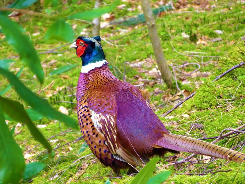 Pheasant stock image. Image of streaked, lights, wildlife - 40365171