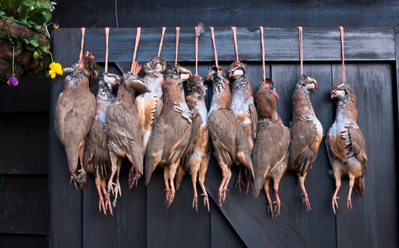 Pheasant Carcasses Hanging on a Restaurant Door Stock Photo - Image of ...