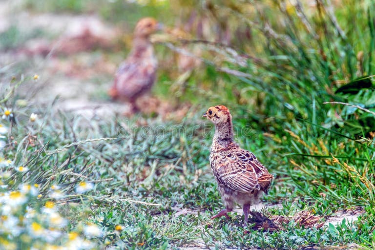 Pheasant Chick in a Field of Grass Phasianus Colchicus Stock Photo ...