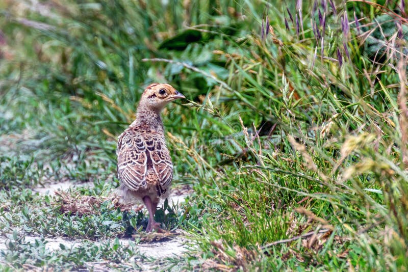 Pheasant Chick in a Field of Grass (Phasianus Colchicus Stock Photo ...