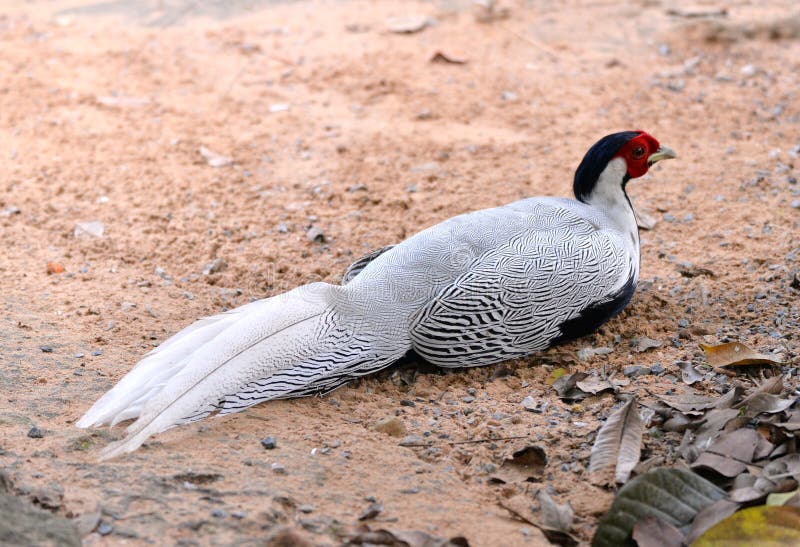 Pheasant chicken stock image. Image of bench, caged, alone - 61107069