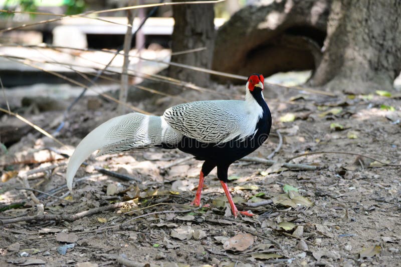 Pheasant chicken stock photo. Image of flower, alone - 61329758