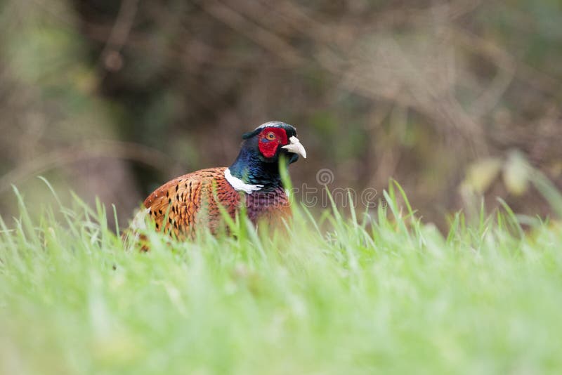 Pheasant stock image. Image of natural, feather, keeping - 48200993