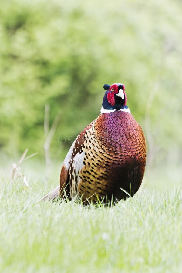 1579 Pheasant stock image. Image of phasianinae, animal - 94878061