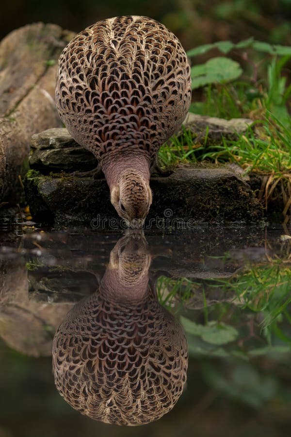 Pheasant Drinking at a Pond with Reflection. Stock Photo - Image of ...